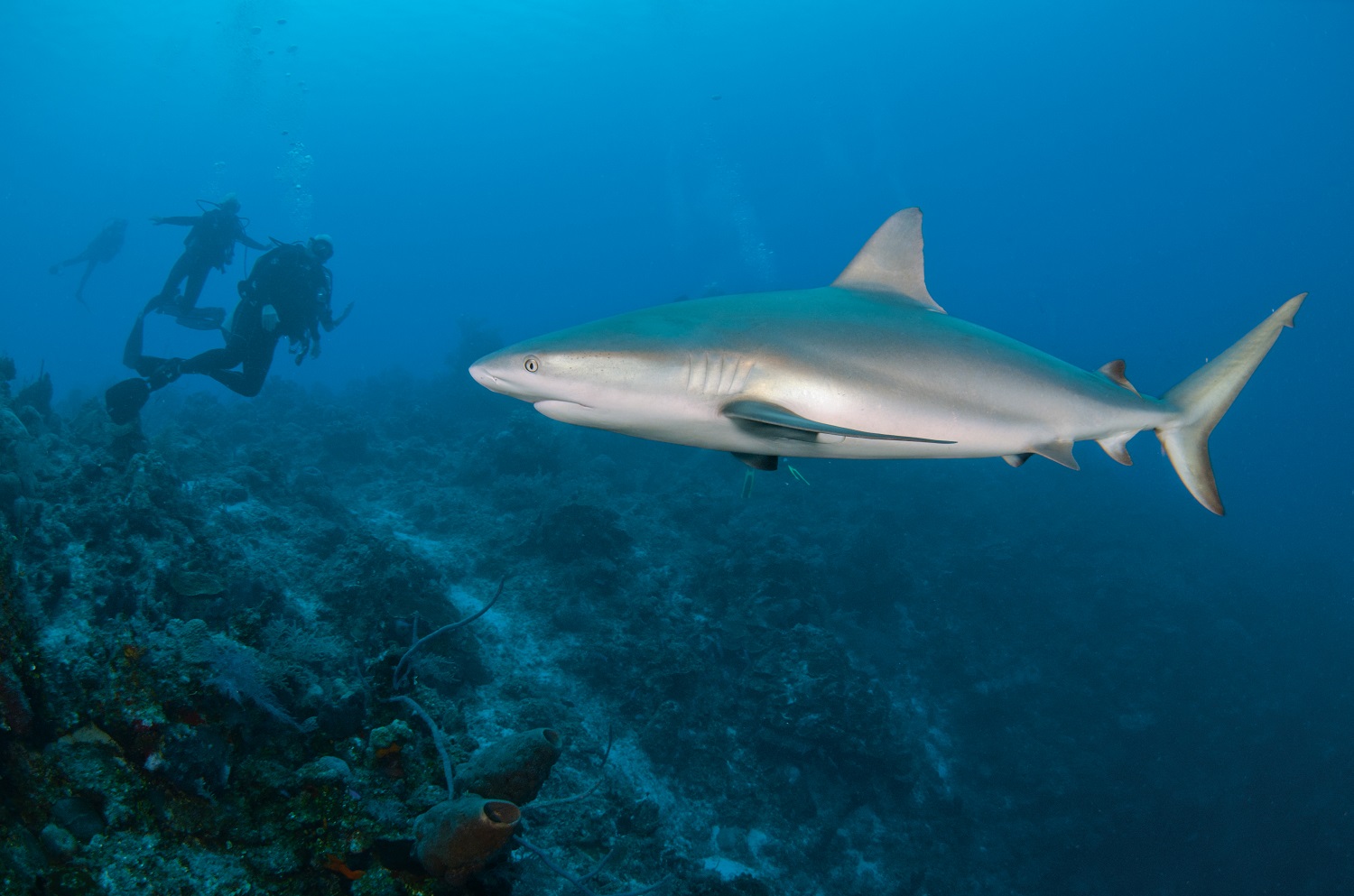 Diving (12) | Segue Viagem