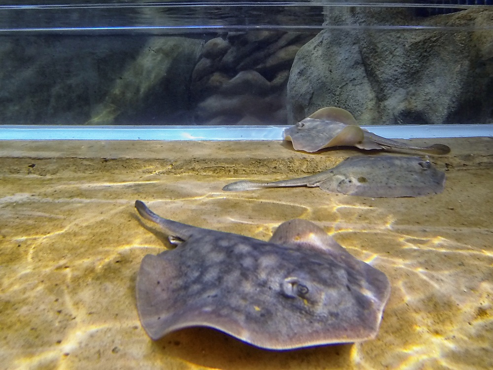 SeaWorld - San Diego - Califórnia - Estados Unidos | Segue Viagem