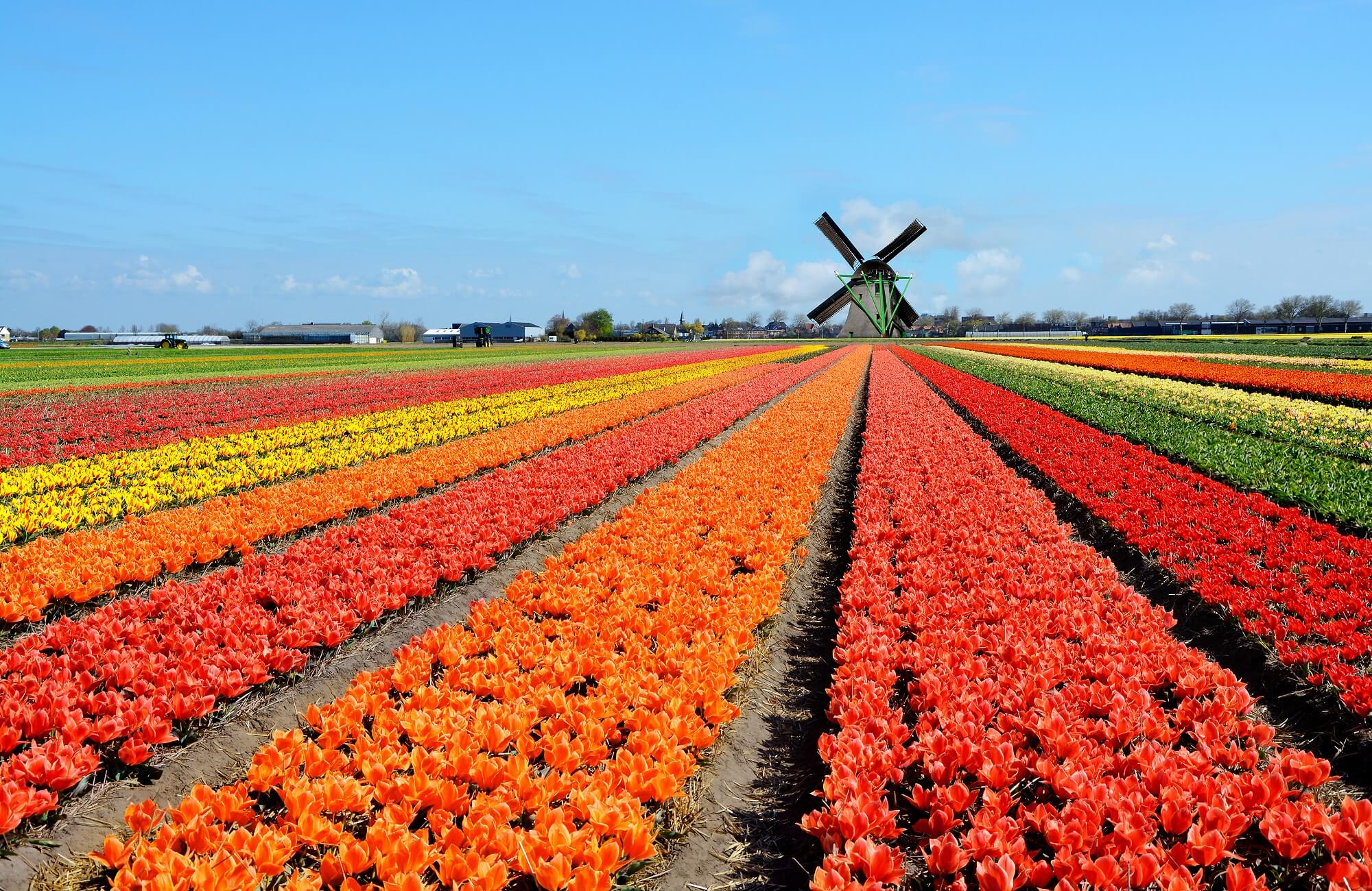 Amsterdã: um passeio pelo parque Keukenhof | Segue Viagem