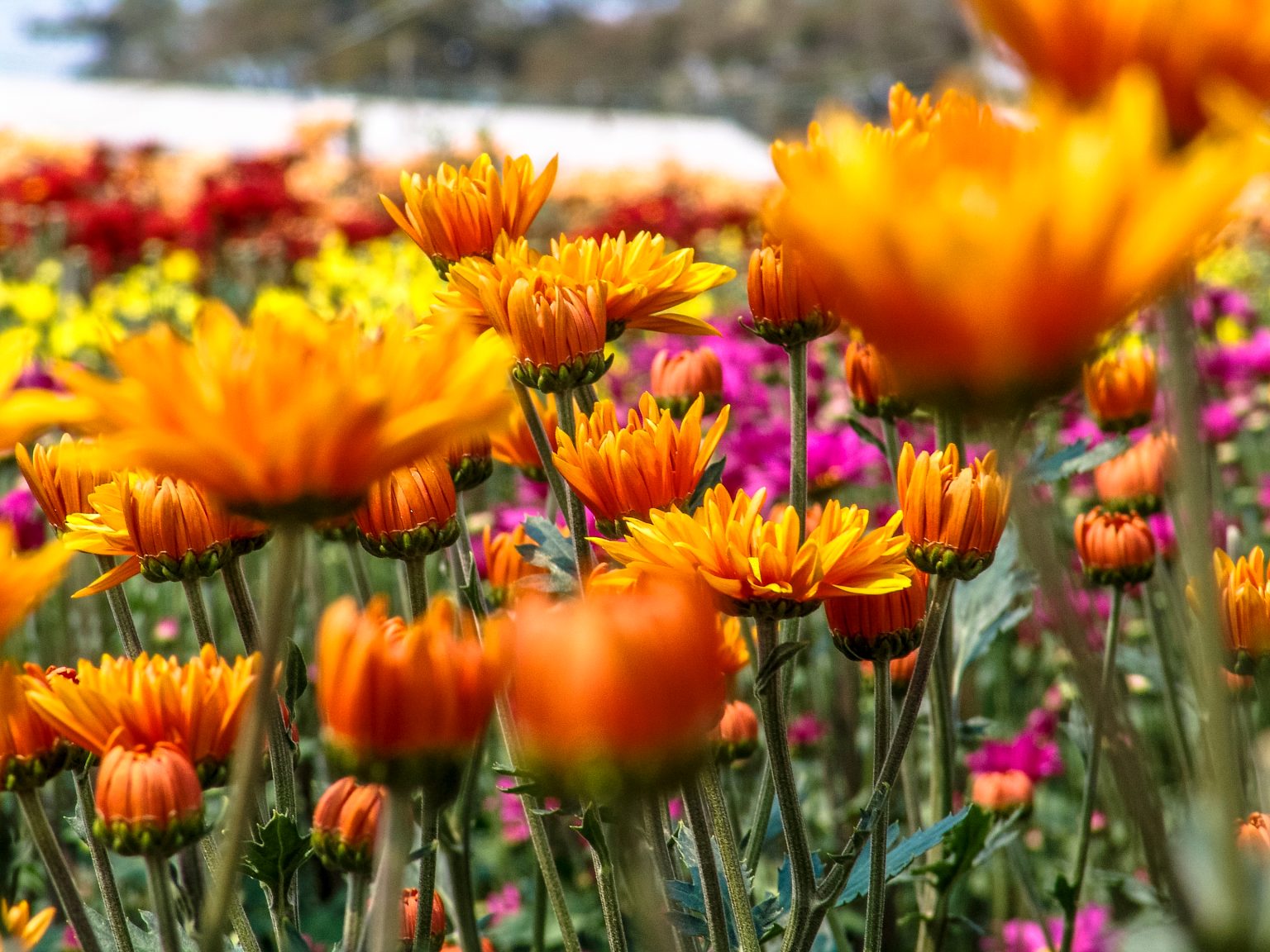 Para onde ir na primavera: 5 destinos no Brasil superbonitos