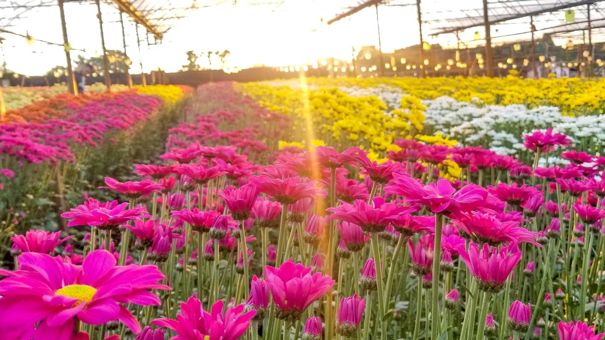 O que fazer em Holambra, em São Paulo | Segue Viagem