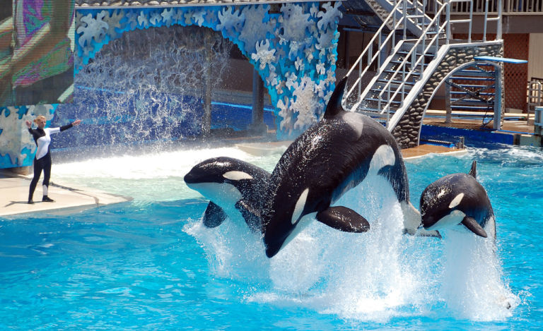 Conheça o SeaWorld Orlando | Segue Viagem